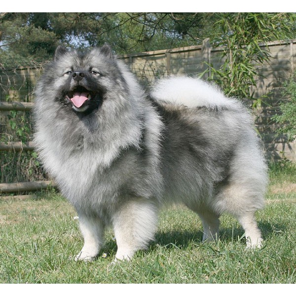 Spitz Alemán - Razas - Mi Perro Es Único